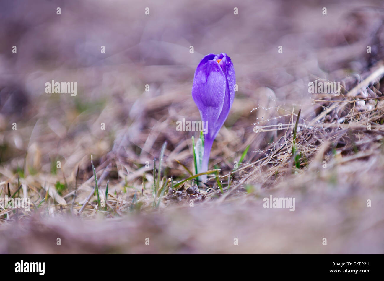Pasque flower, spring flower, Slovakia Stock Photo - Alamy