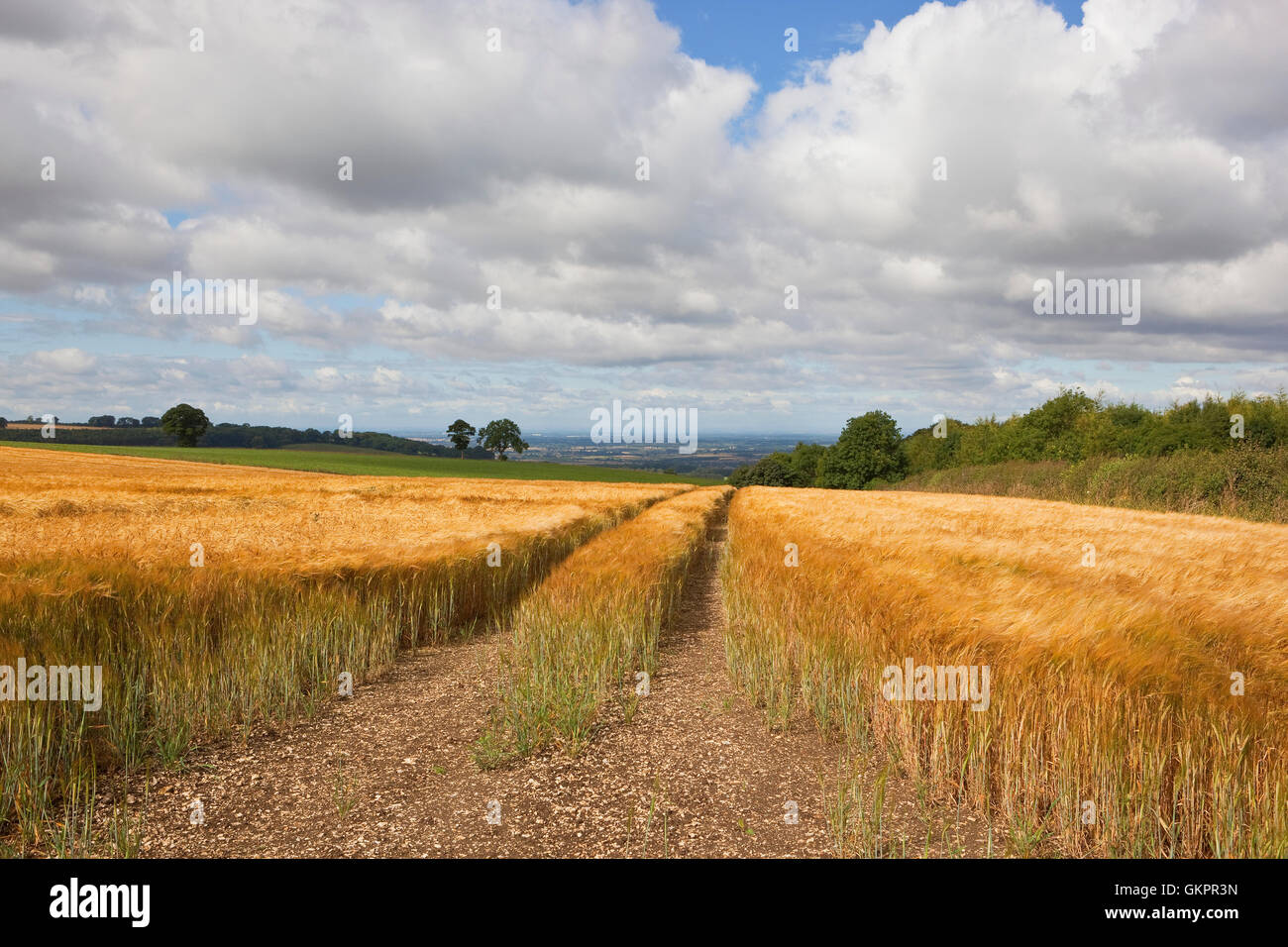 A golden barley field on a hillside in the scenic Yorkshire wolds under ...