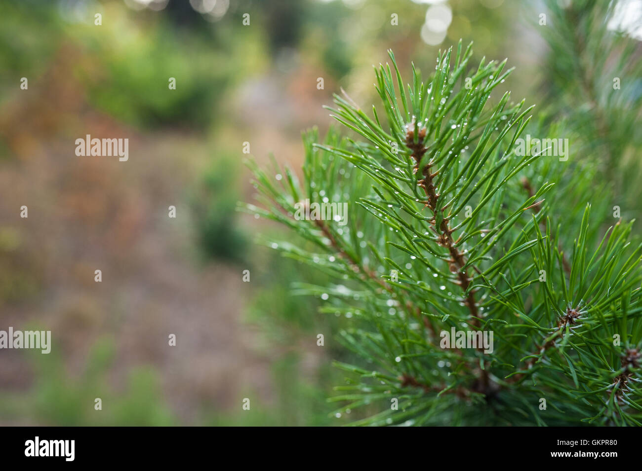 Summer pine tree hi-res stock photography and images - Alamy