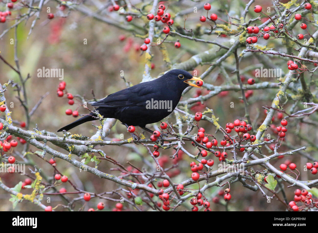 Black haws hi-res stock photography and images - Alamy