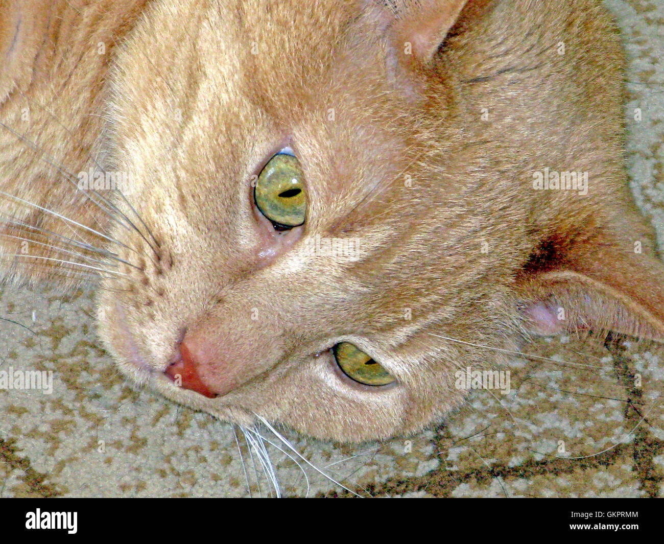 A headshot of a cat laying on a rug Stock Photo - Alamy