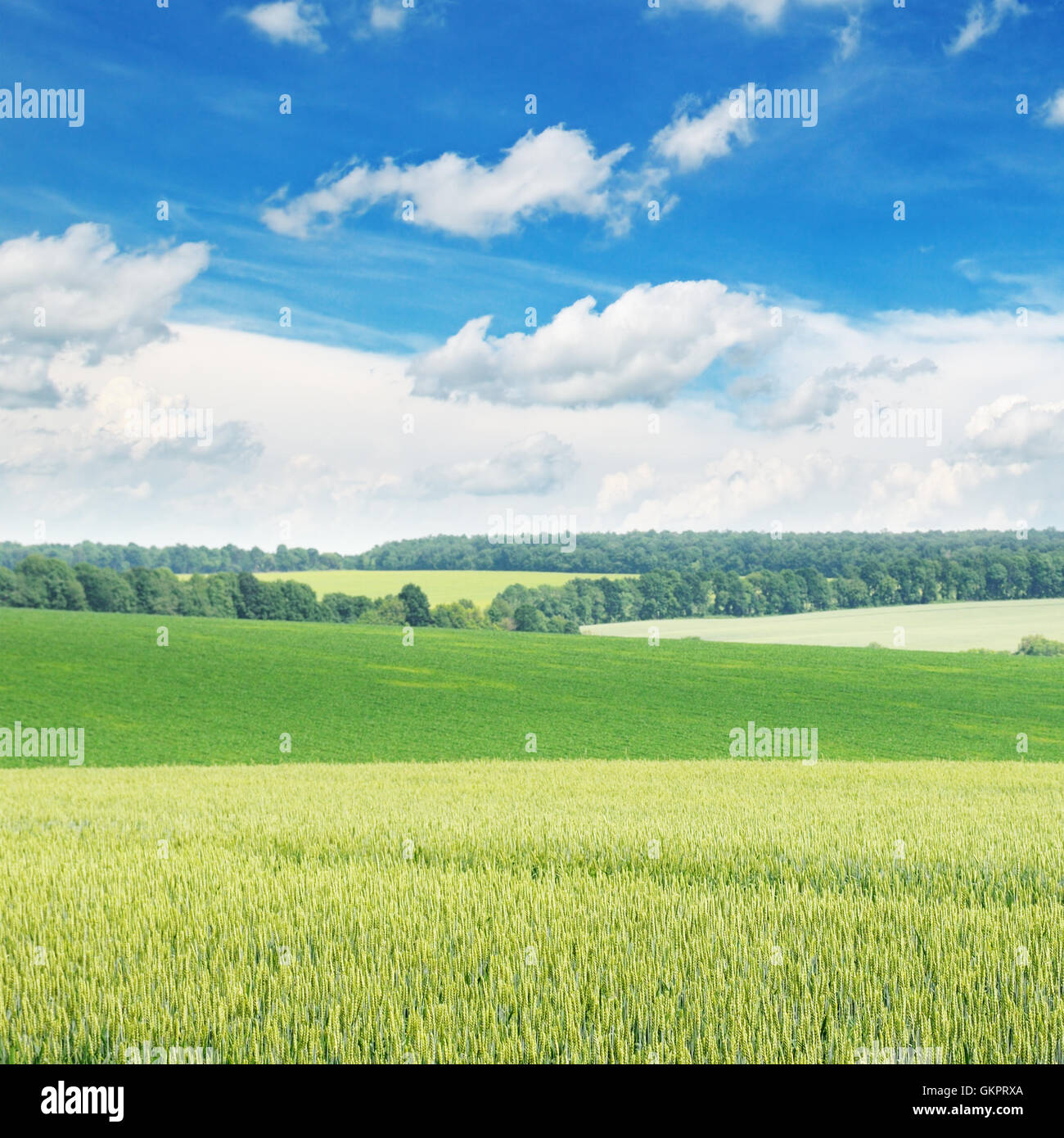 picturesque green field and blue sky Stock Photo - Alamy