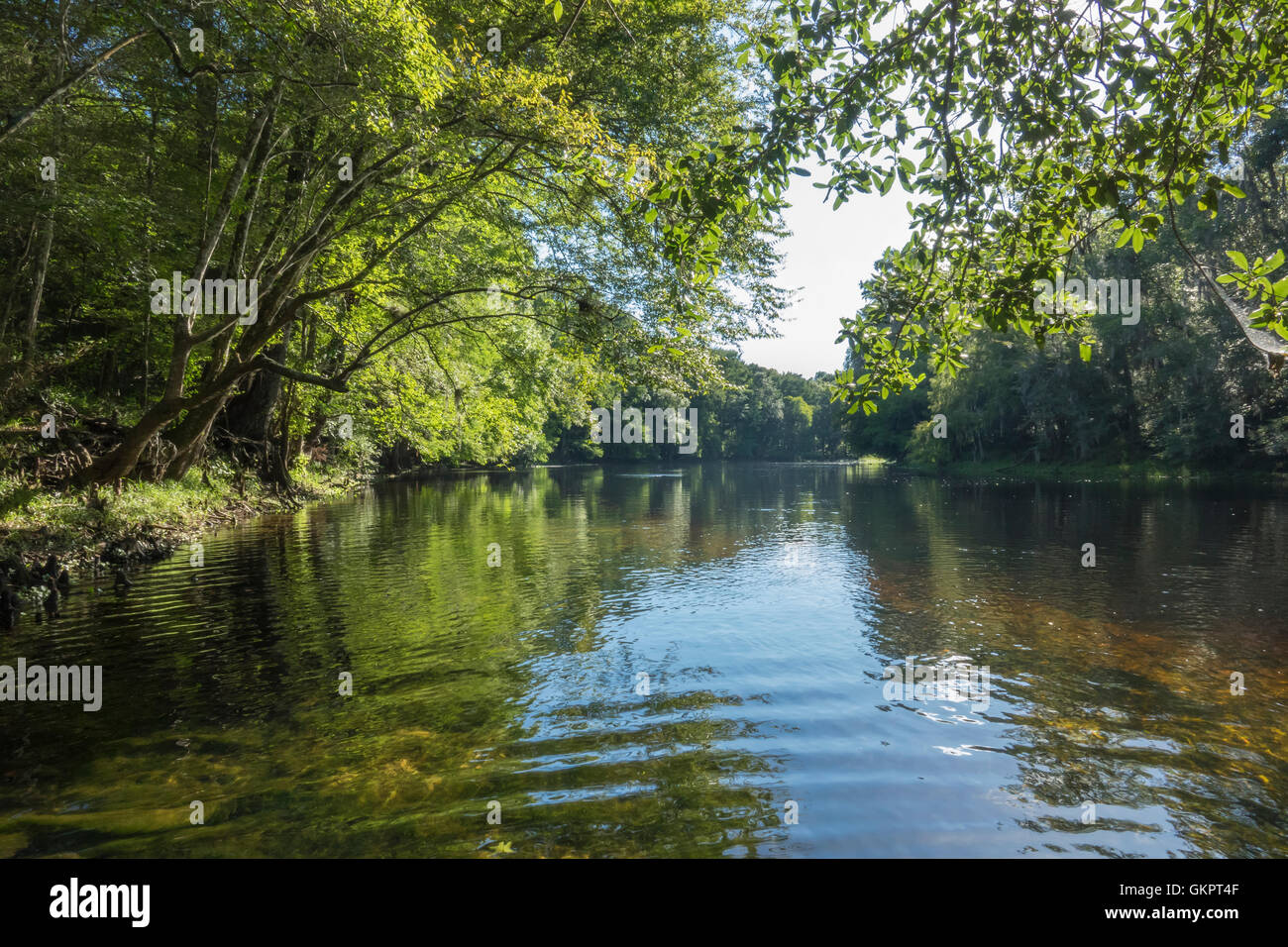River bank oak hi-res stock photography and images - Alamy