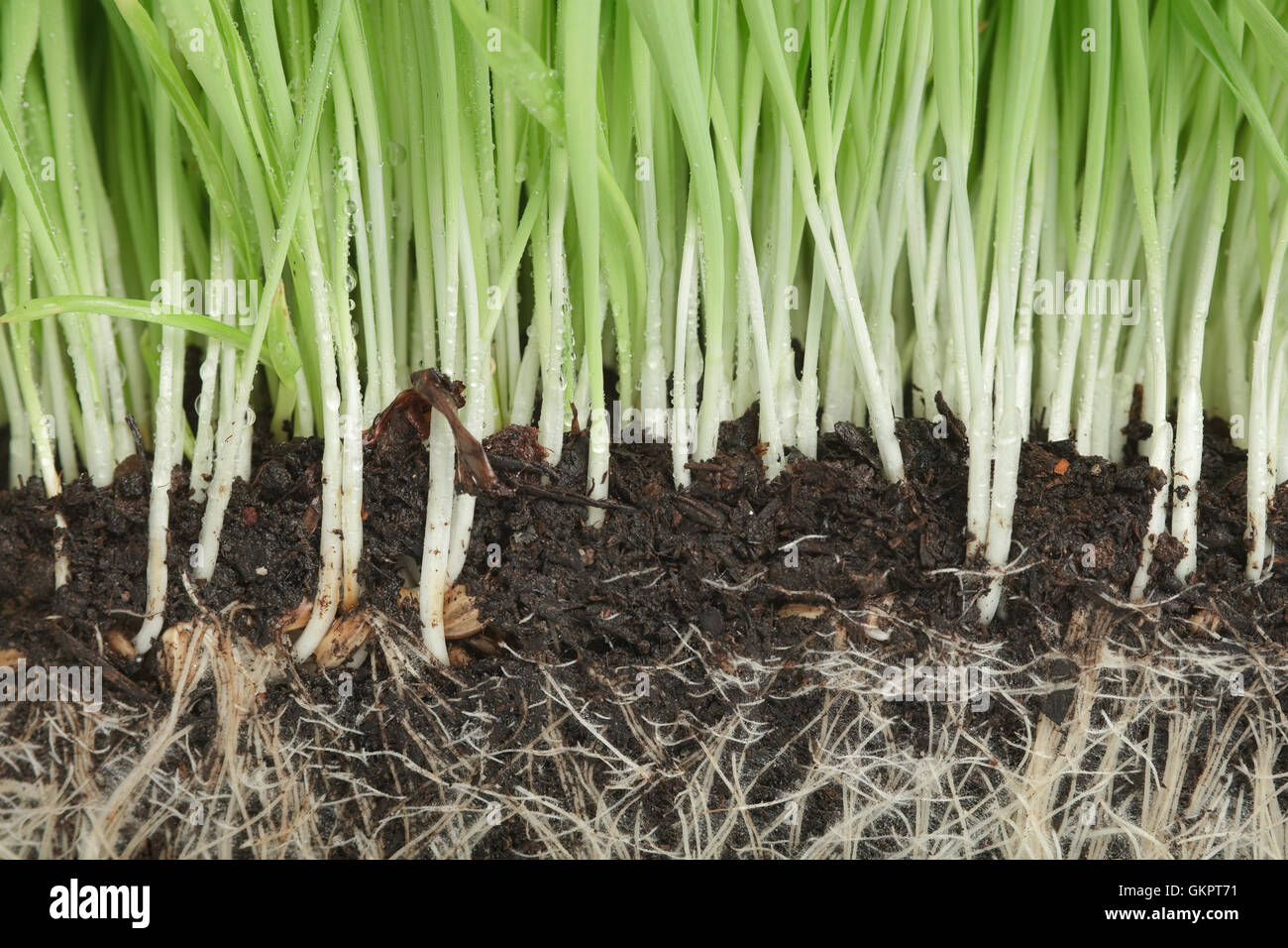 Grass cross section hi-res stock photography and images - Alamy