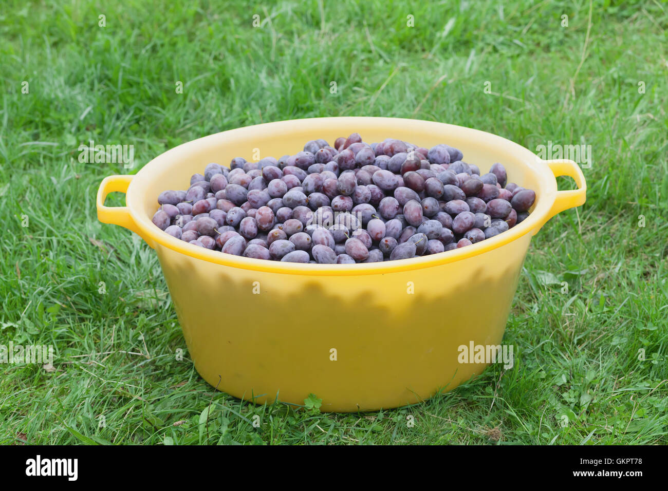 Harvesting Zwetschke plums Stock Photo - Alamy