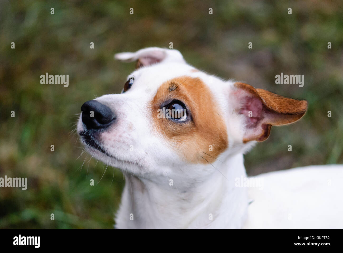 Jack Russell Terrier dog face with begging expression Stock Photo - Alamy