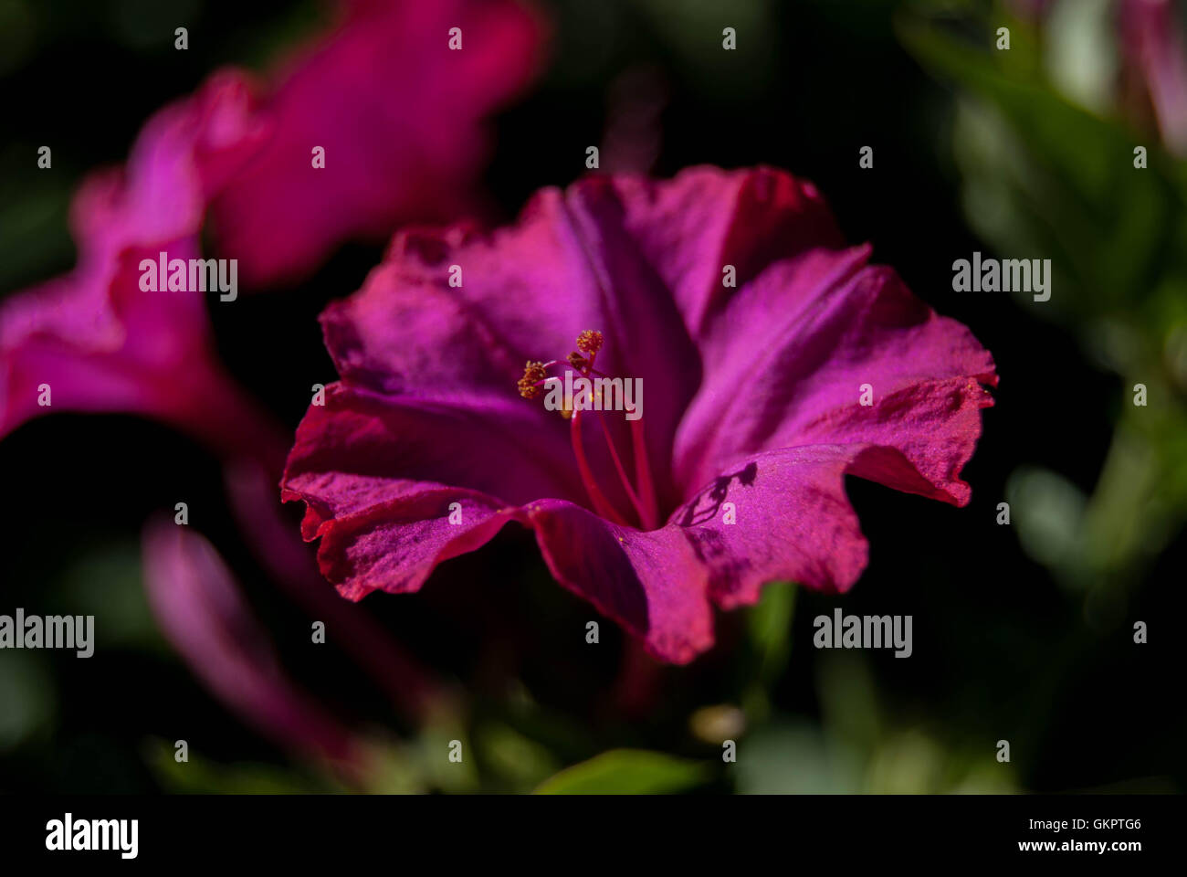 Red and purple flower hi-res stock photography and images - Alamy
