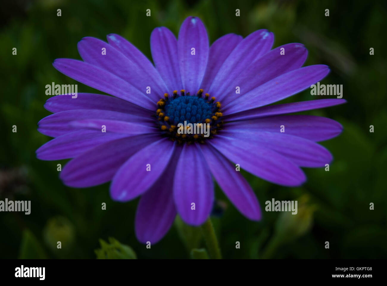 bluish purple flower Stock Photo - Alamy