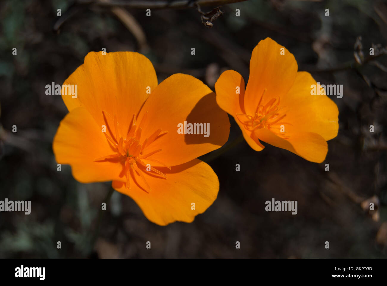 Golden poppy hi-res stock photography and images - Alamy