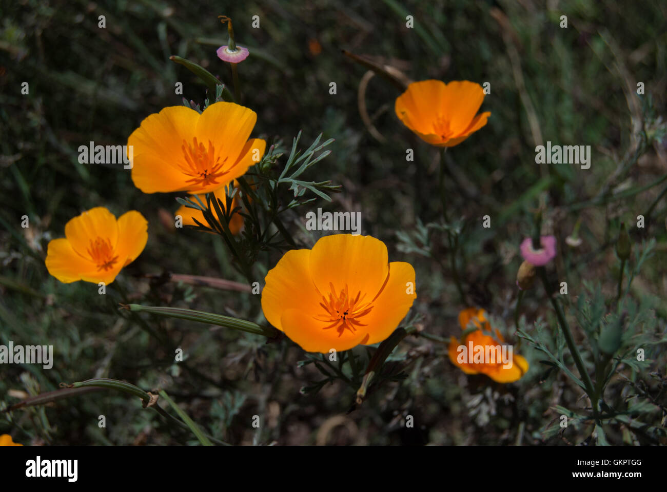 California Golden Poppy Stock Photo - Alamy