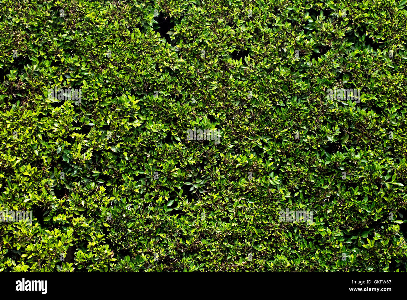 Hedge pattern hi-res stock photography and images - Alamy