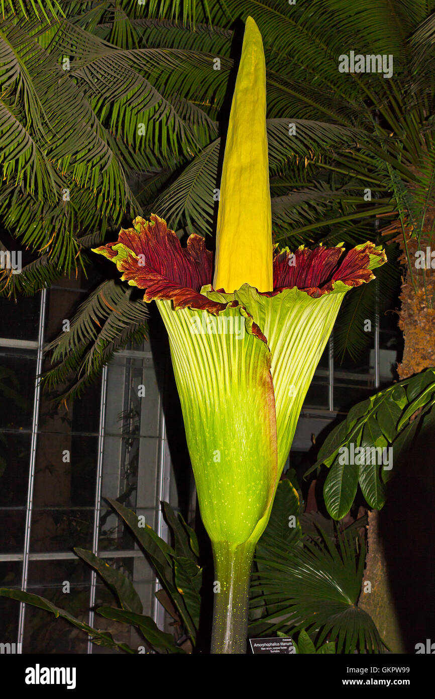Amorphophallus Titanium (Corpse Flower) blooms at the United States ...