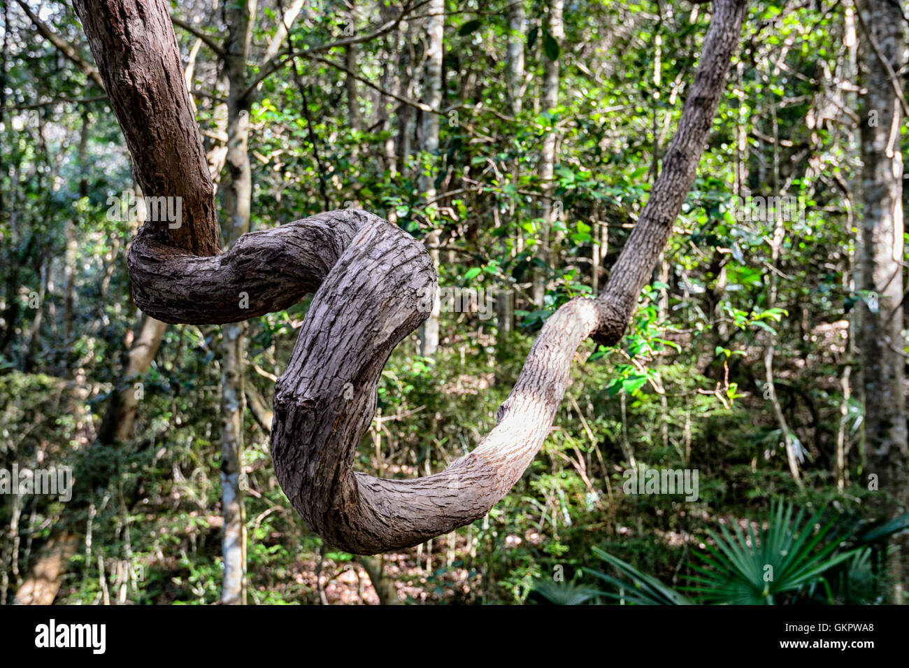 Twisted Liana growing in the temperate Minnamurra Rainforest Centre ...