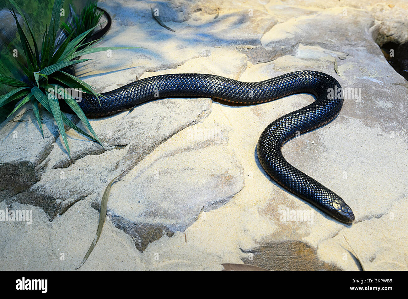 Red-bellied Black Snake (Pseudechis porphyriacus), Australia This snake ...