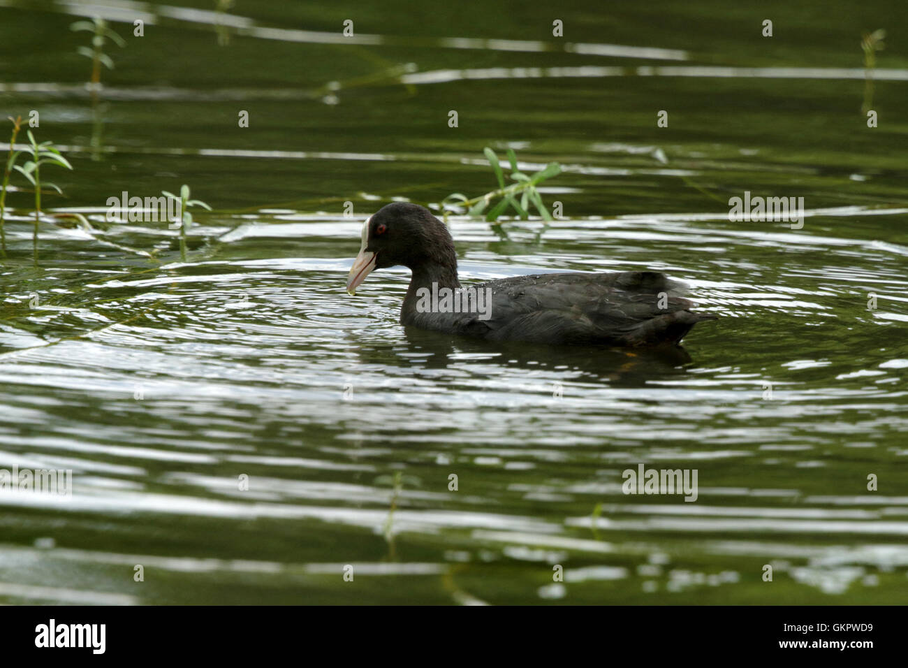 Coot eating grass hi-res stock photography and images - Alamy