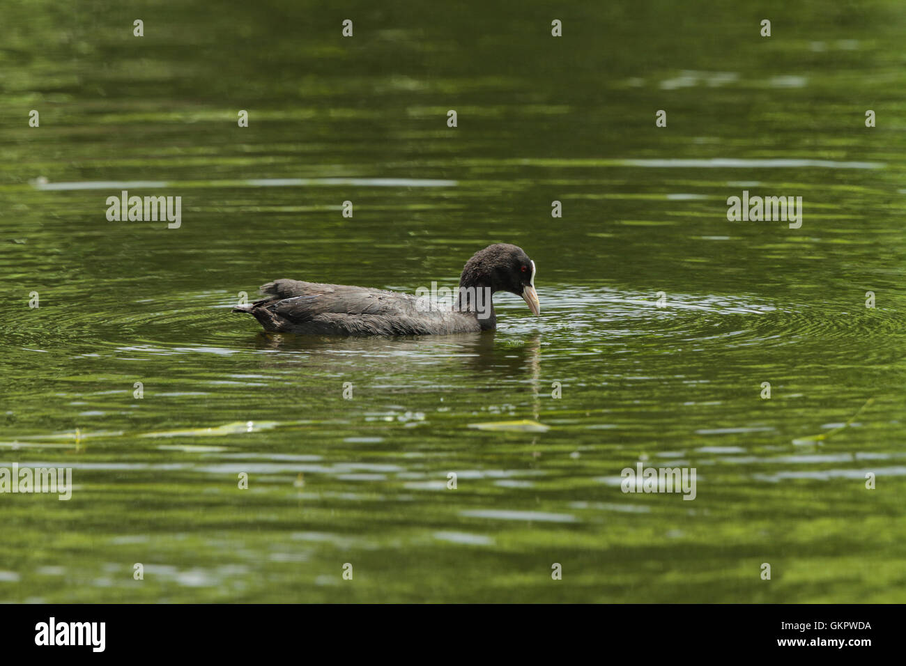 Eurasian coot bird eating grass hi-res stock photography and images - Alamy