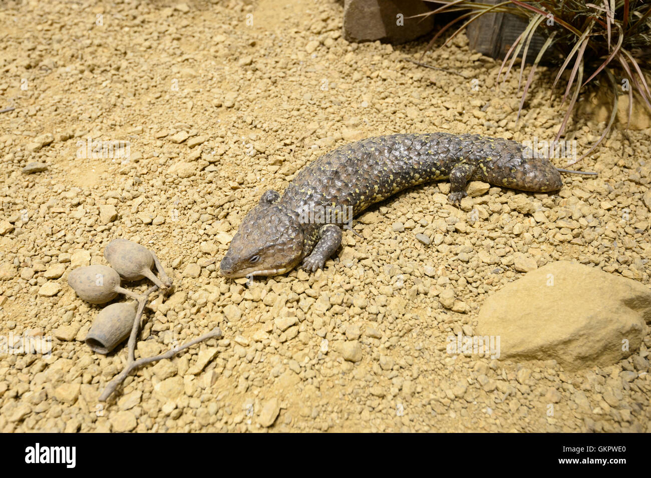 Tiliqua Rugosa High Resolution Stock Photography and Images - Alamy