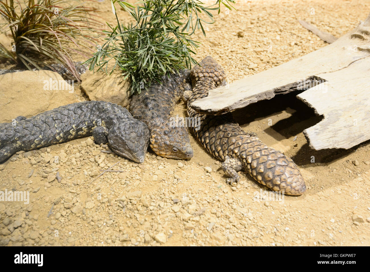 Shingle-Back Skinks (Trachydosaurus rugosus or Tiliqua rugosa), are ...
