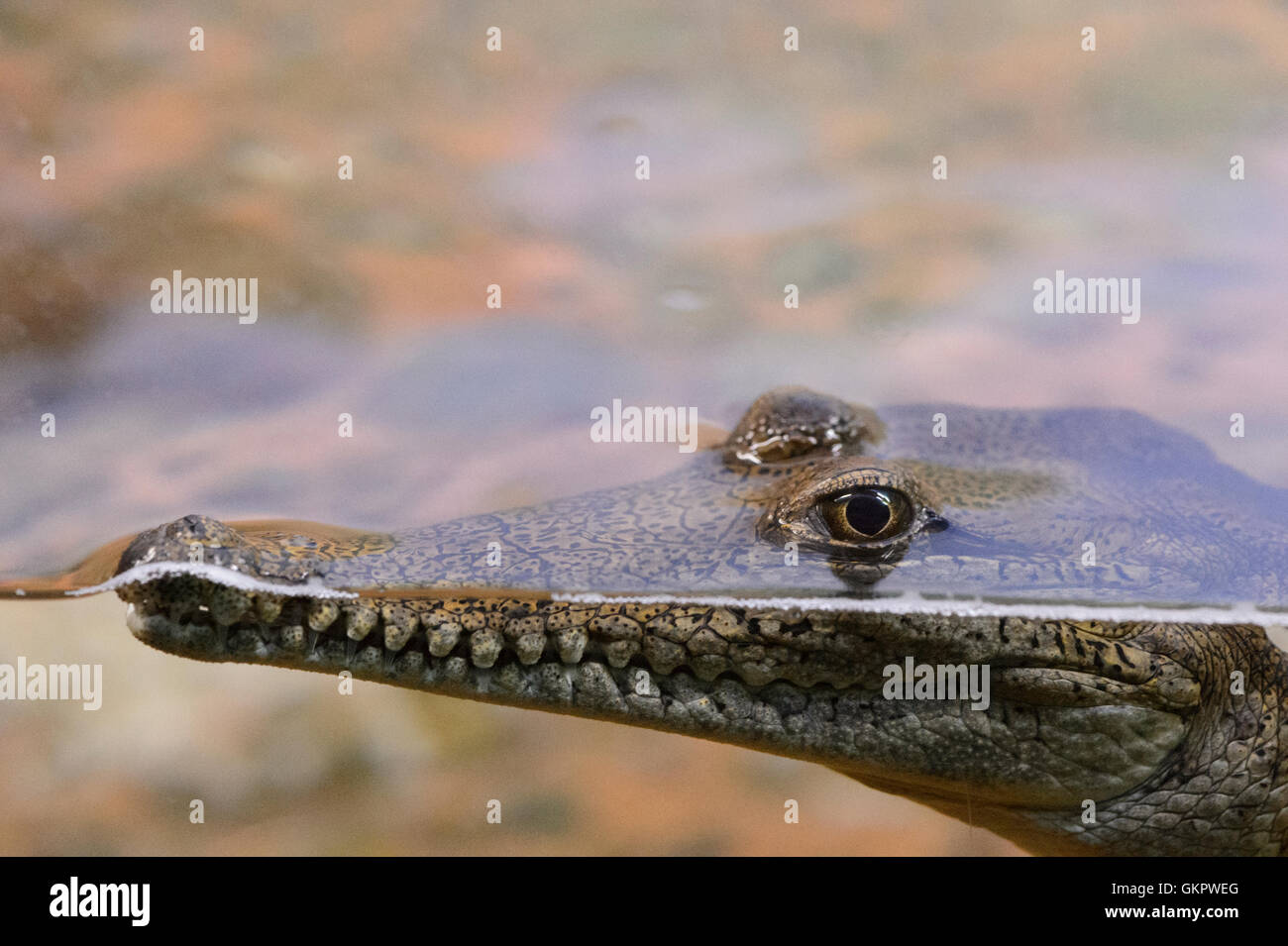 Half submerged crocodile hi-res stock photography and images - Alamy