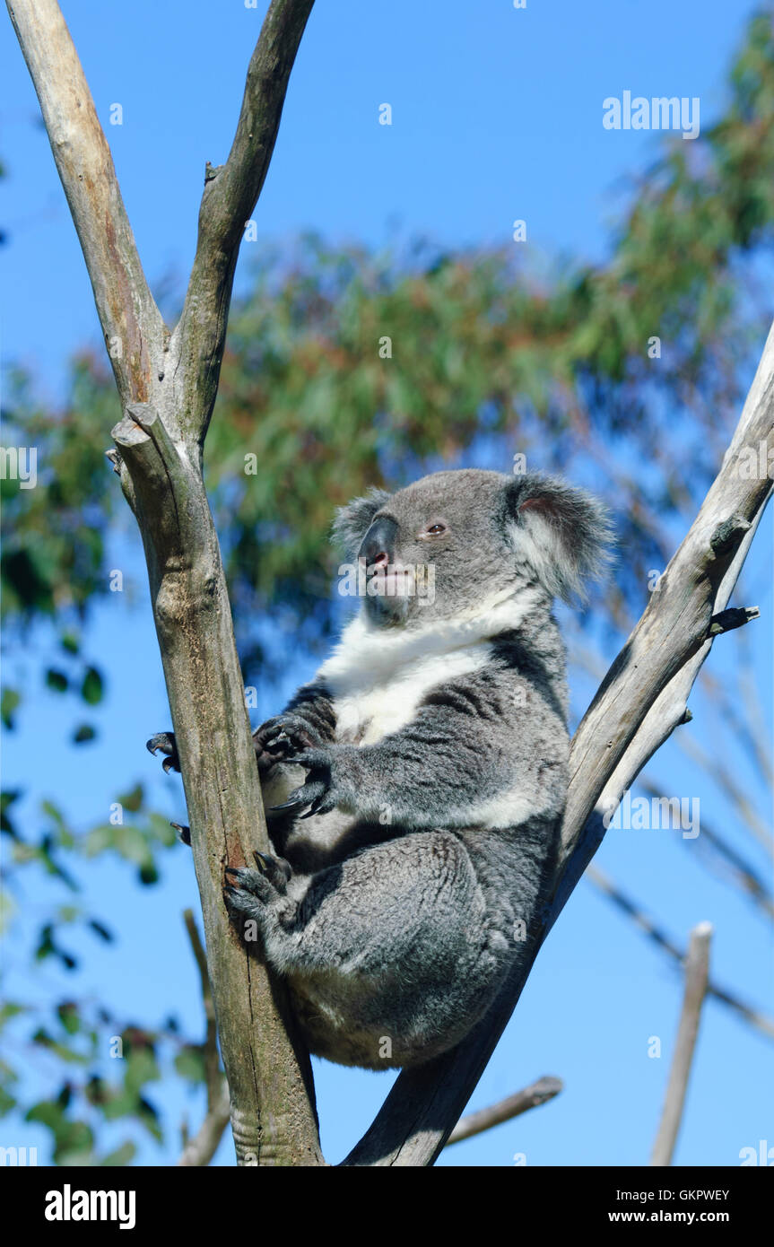 Symbio wildlife hi-res stock photography and images - Alamy