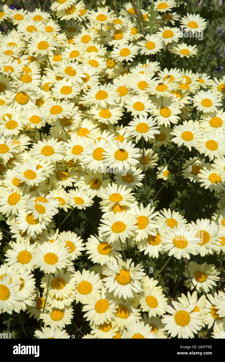 Closeup yellow daisy hi-res stock photography and images - Alamy