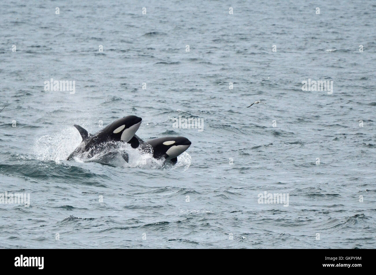 Two killer whales chasing in northern Iceland Stock Photo - Alamy