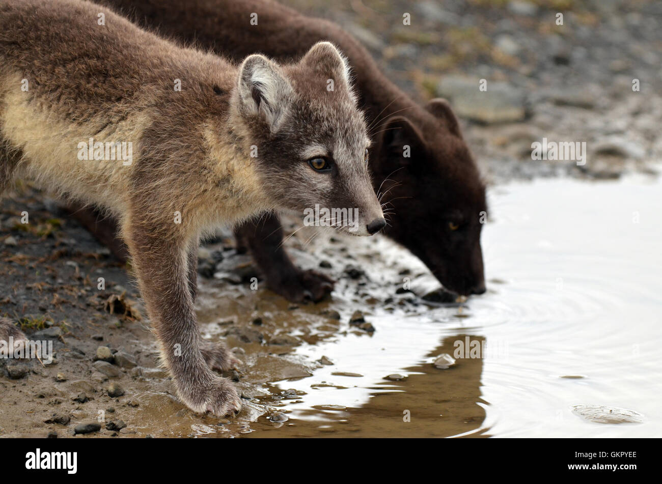 Two arctic foxes in northern Iceland Stock Photo - Alamy
