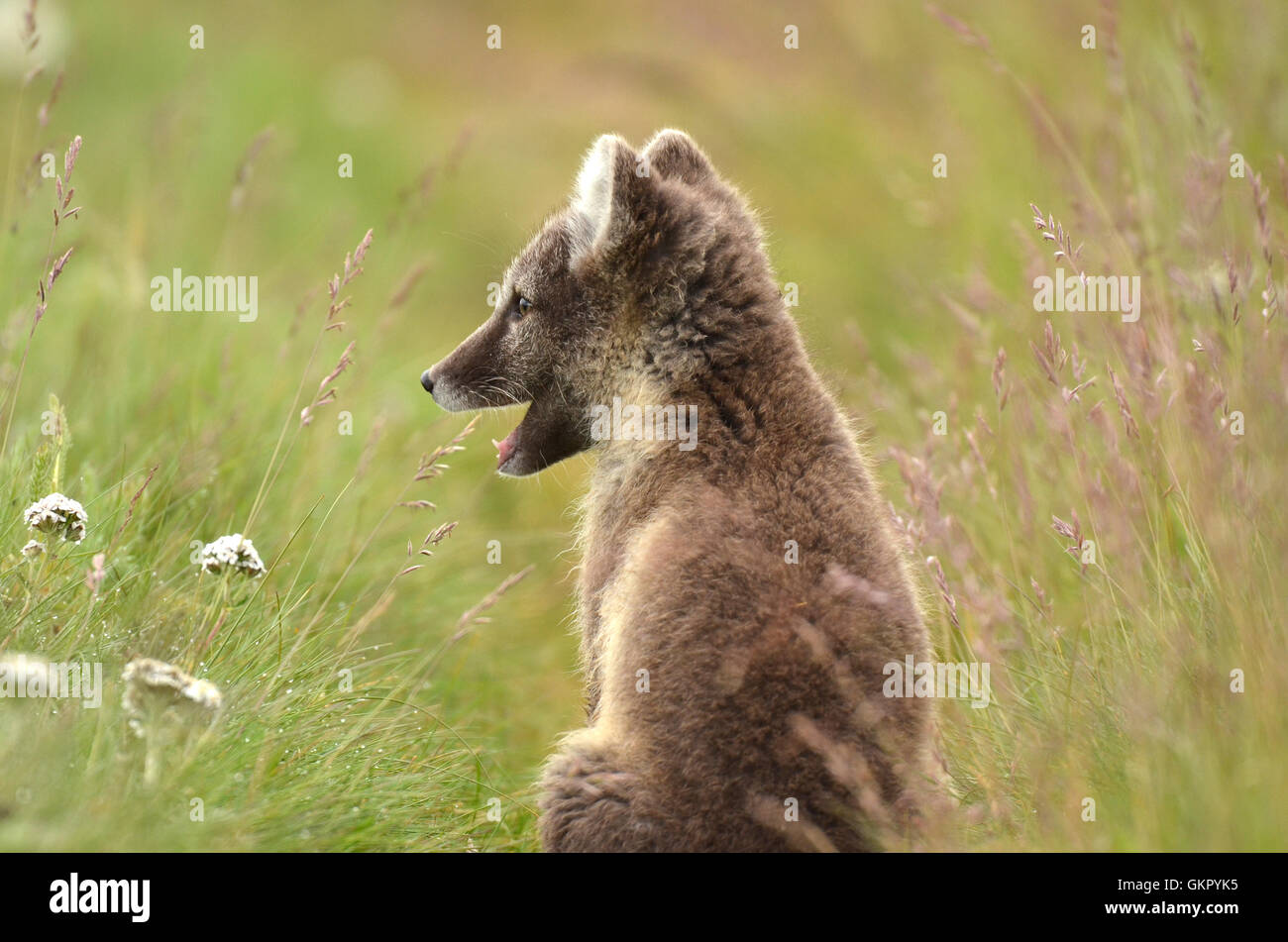 An arctic fox in northern Iceland Stock Photo - Alamy