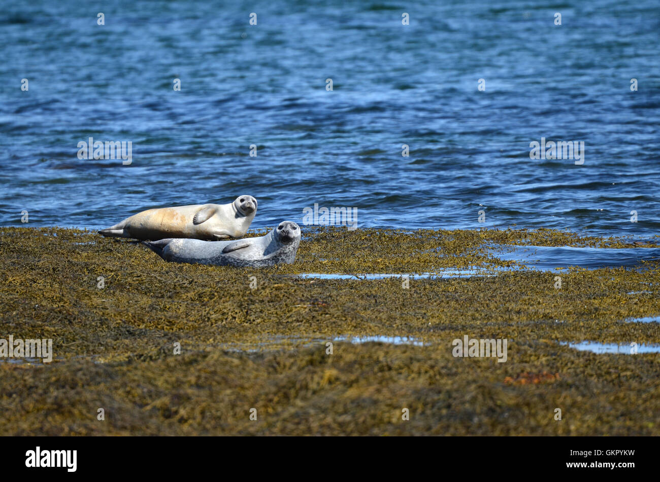 Seals in northern Iceland Stock Photo - Alamy