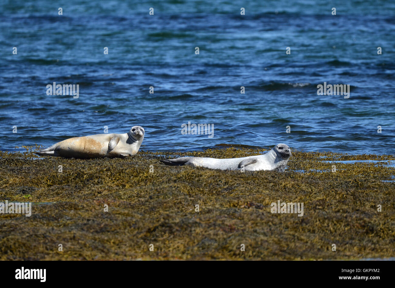 Seals in northern Iceland Stock Photo - Alamy