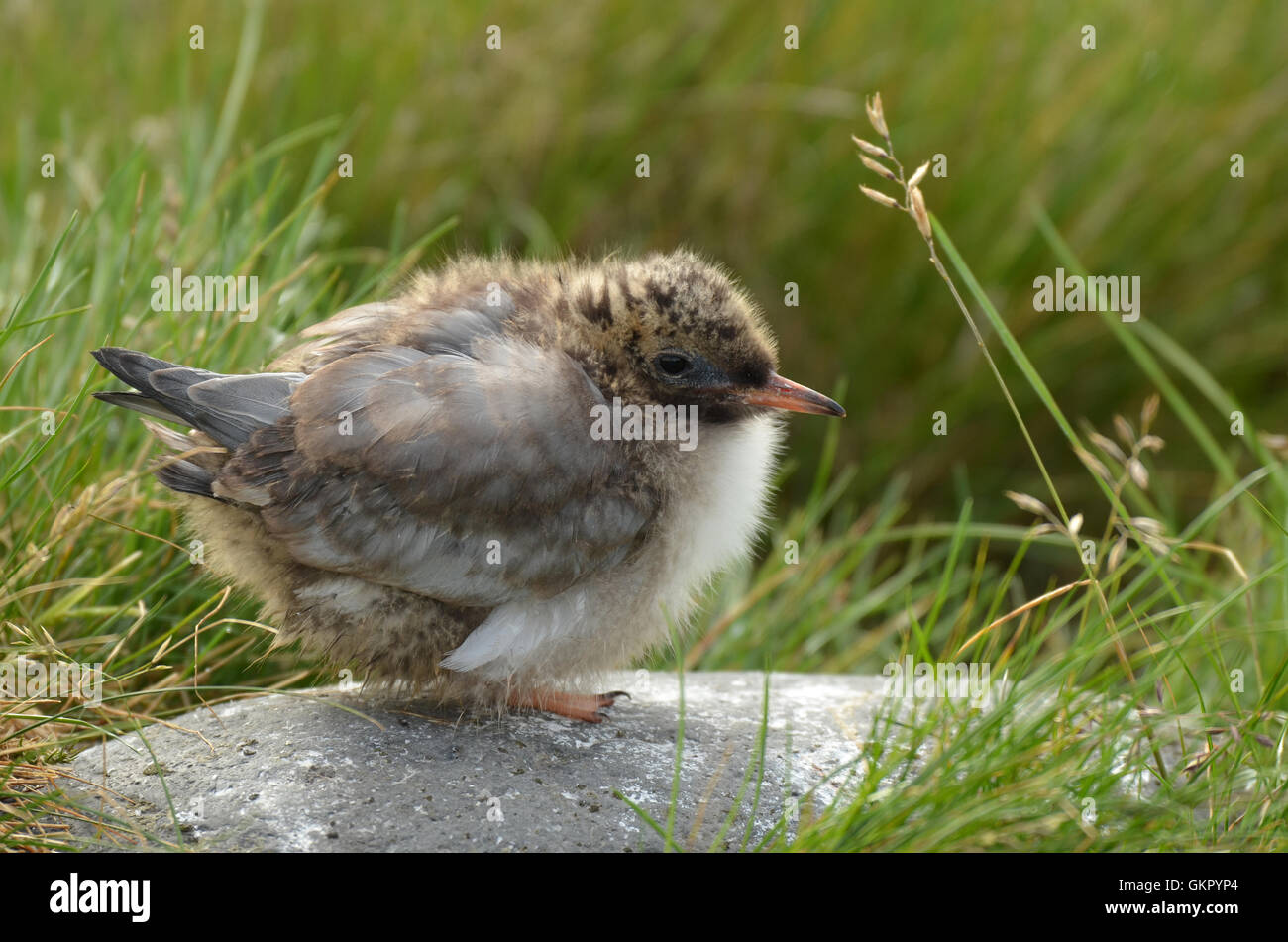 Sterne arctique hi-res stock photography and images - Alamy