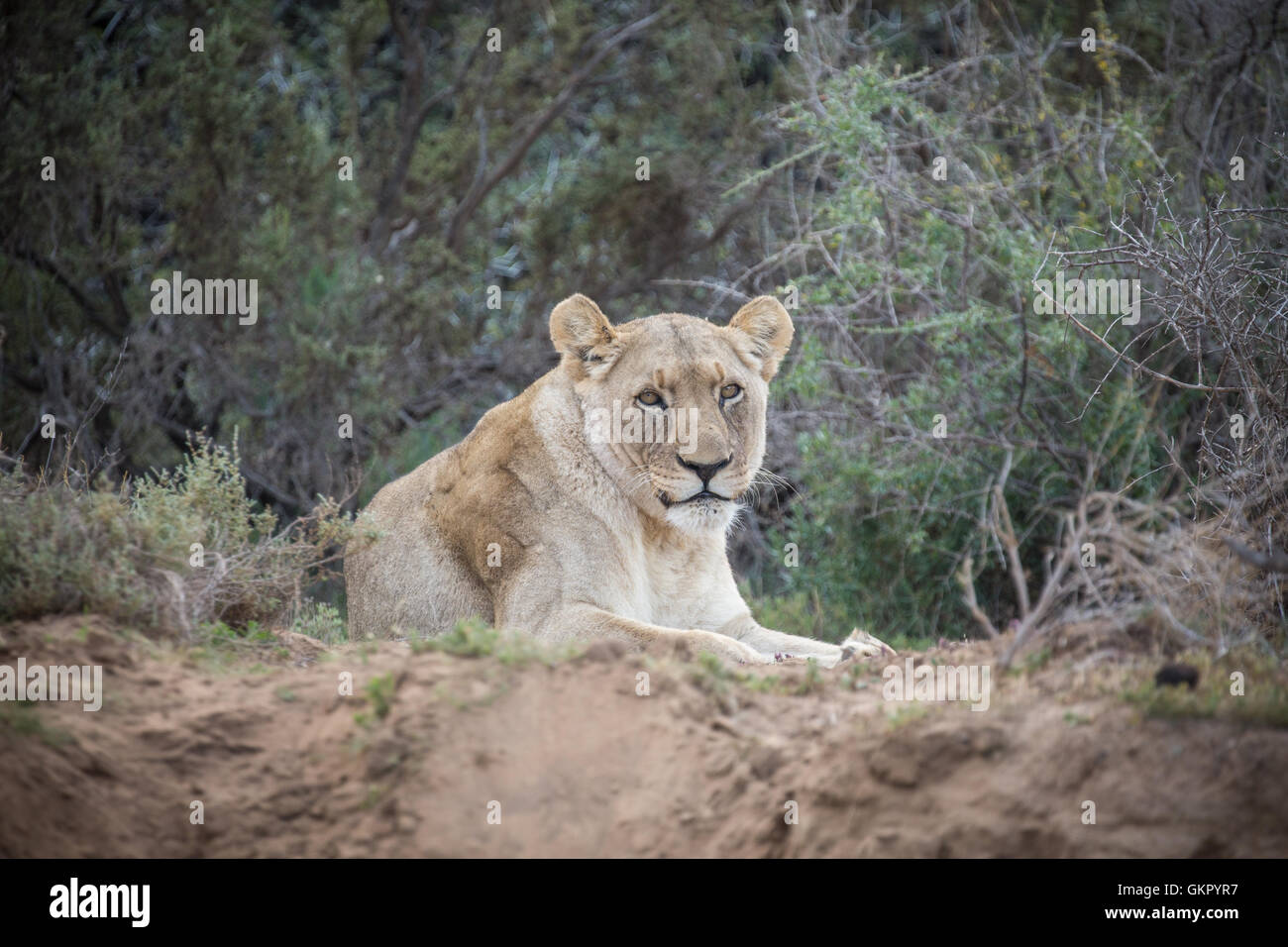 Lioness resting in natural environment Stock Photo - Alamy