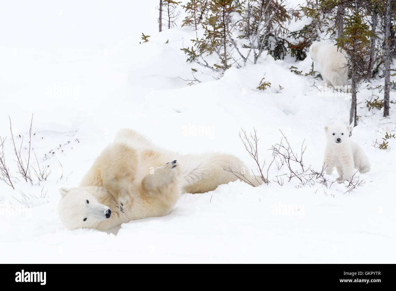 Polar bear mother (Ursus maritimus) rolling over, playing with two new born cubs, Wapusk ...