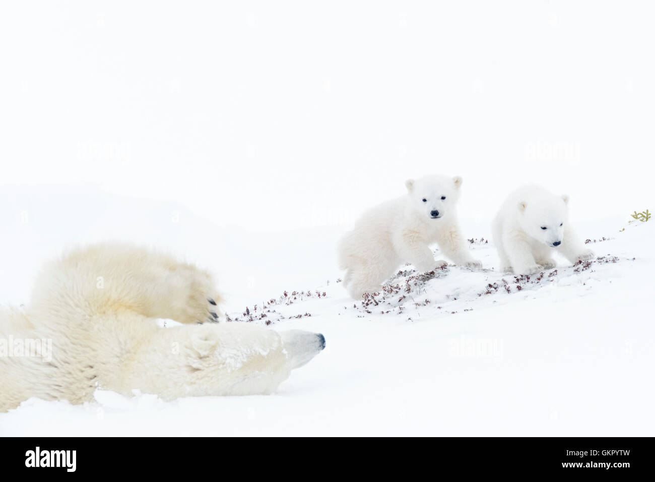 Polar bear mother (Ursus maritimus) sliding down, playing with two new born cubs, Wapusk ...
