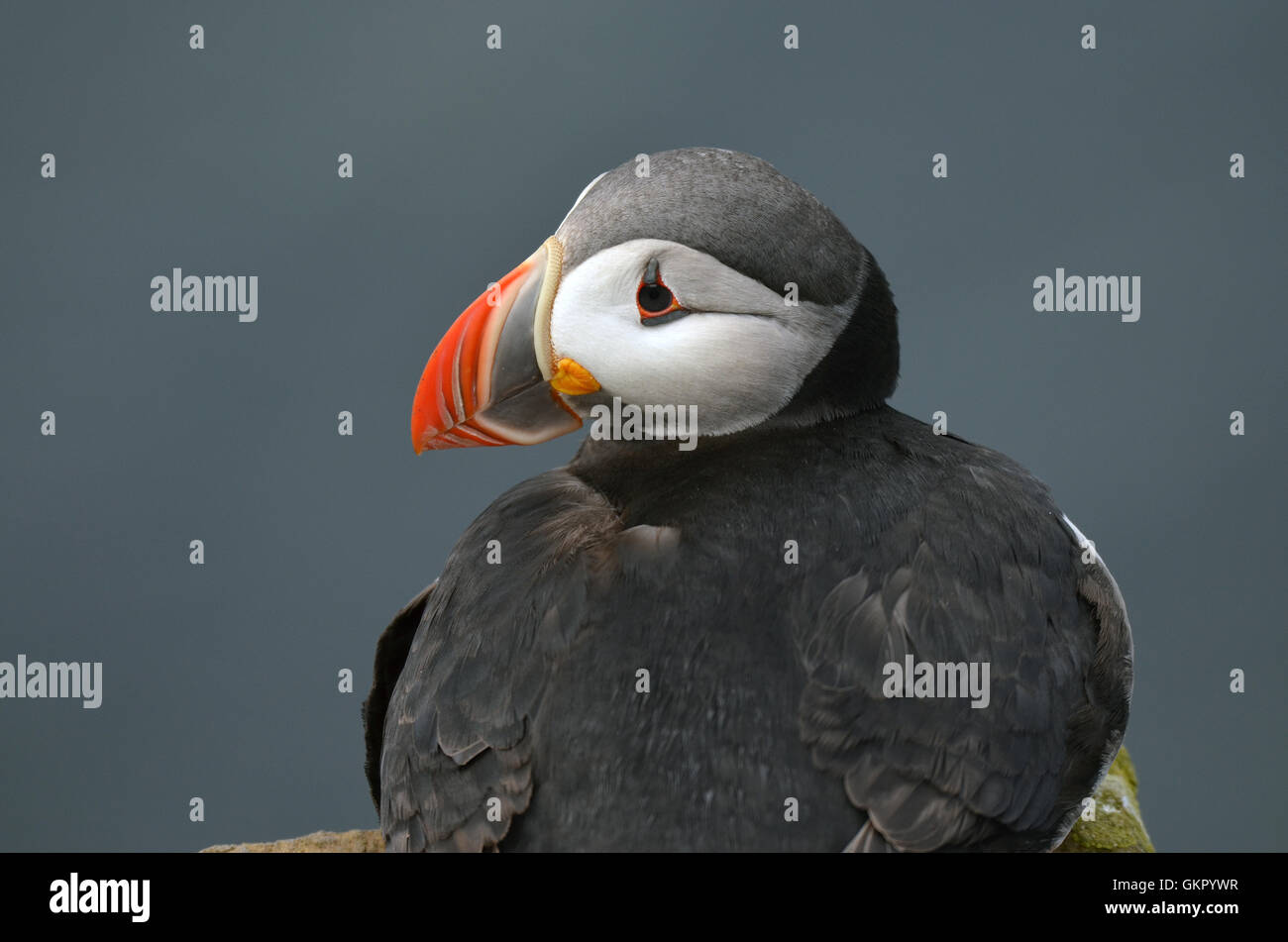 Puffin nesting ground hi-res stock photography and images - Alamy