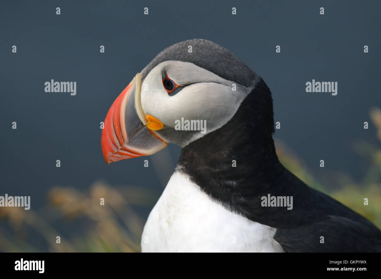 Puffin nesting ground hi-res stock photography and images - Alamy
