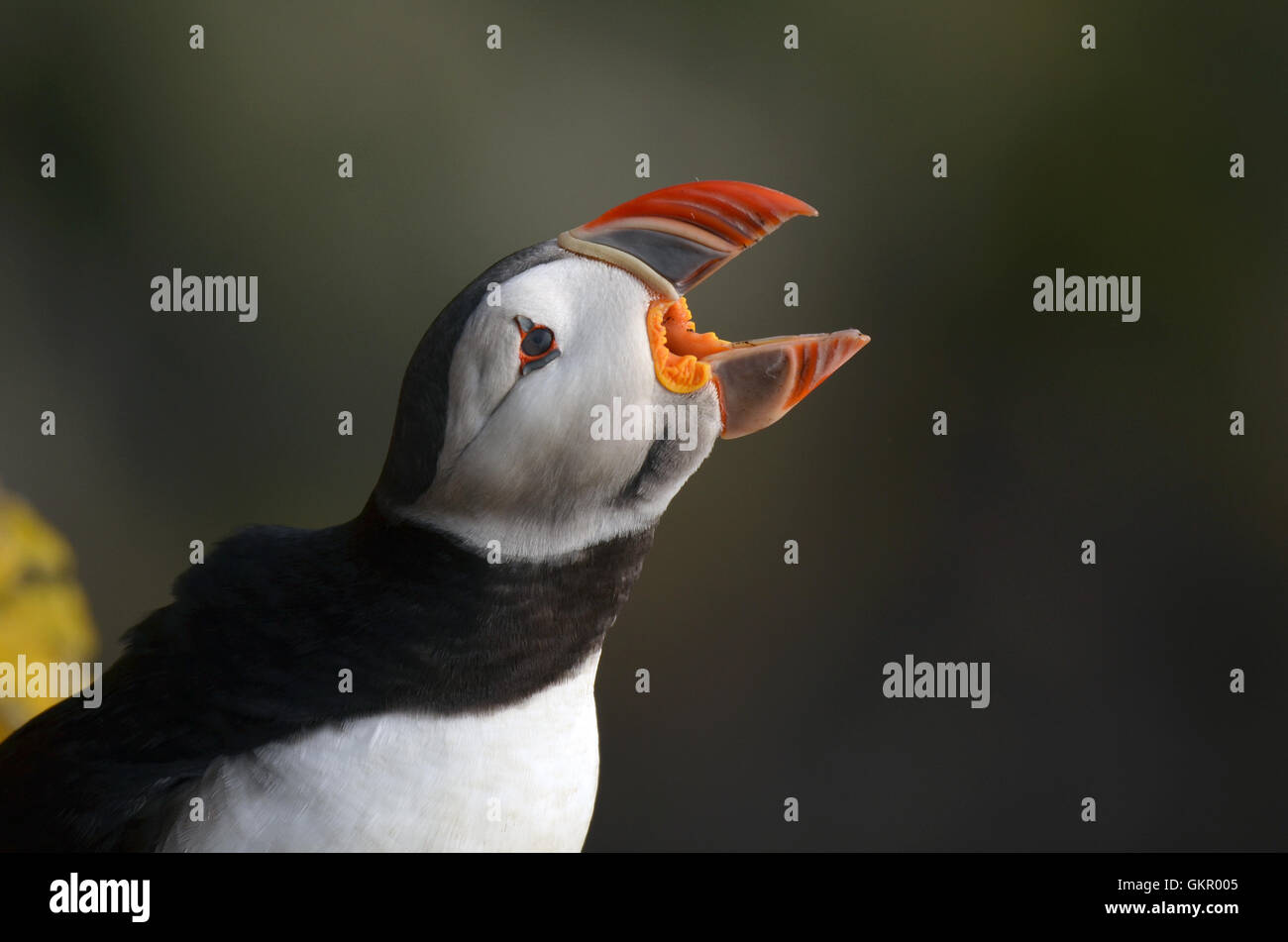 Puffin on ground in northern Iceland Stock Photo - Alamy