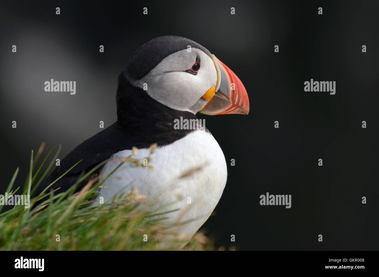Puffin shadow hi-res stock photography and images - Alamy