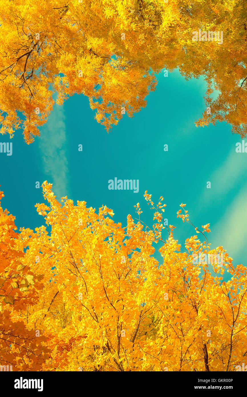 Vibrant fall foliage Stock Photo - Alamy