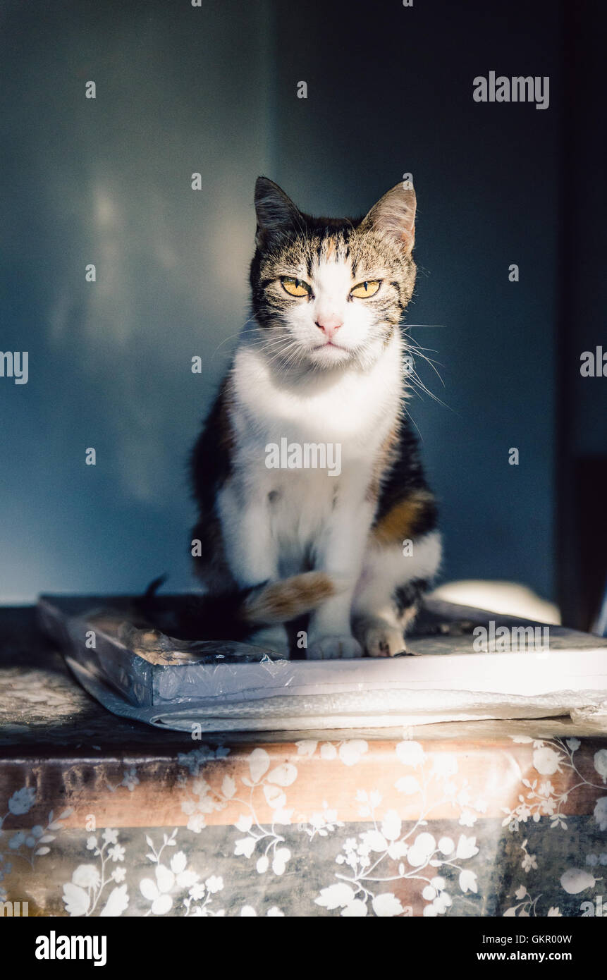 A beautiful cat Stock Photo - Alamy