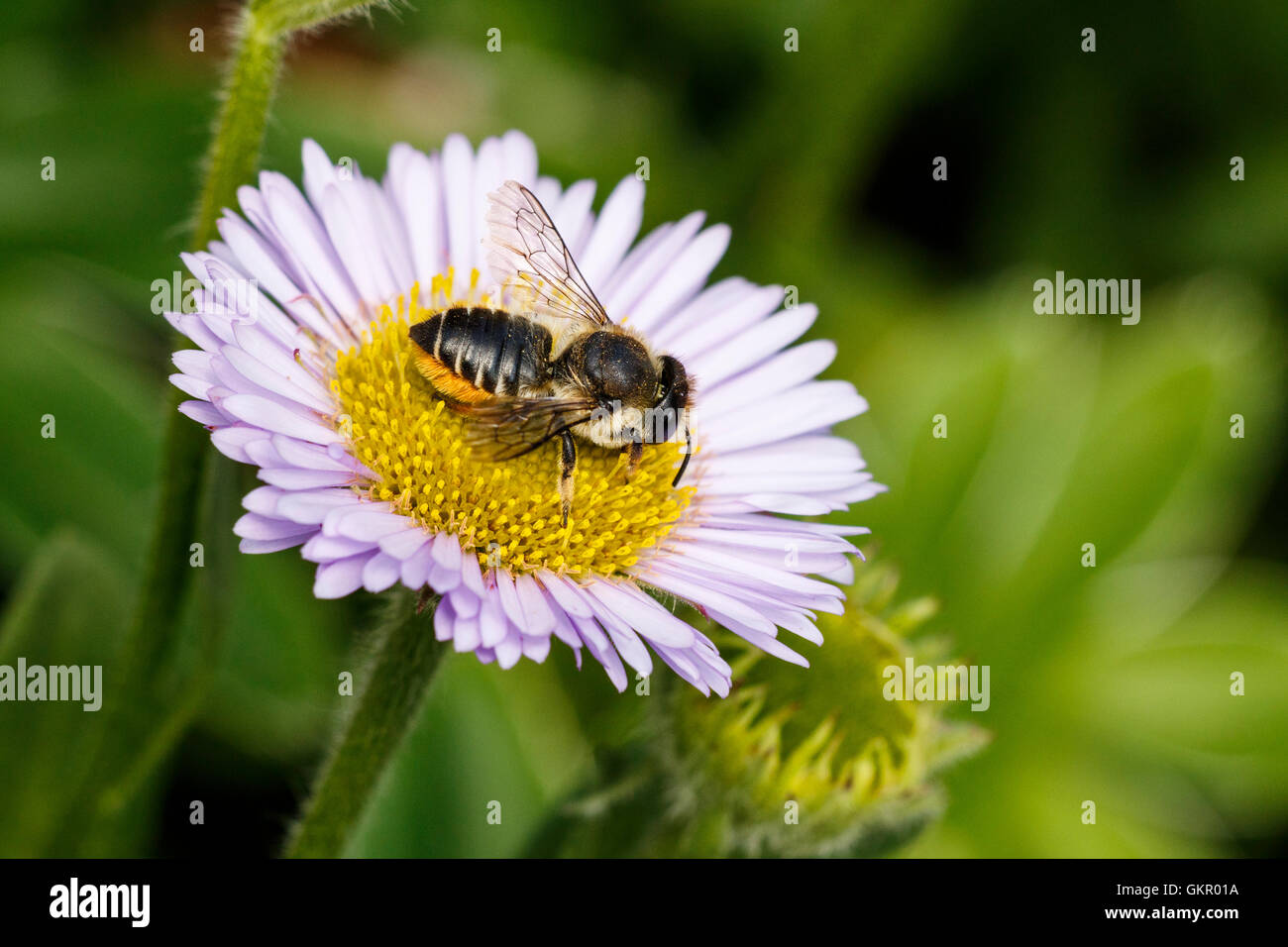 Patchwork Leaf-cutter Bee Megachile centuncularis adult feeding on ...
