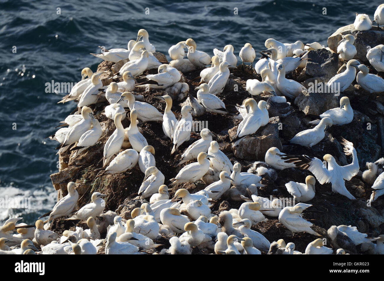 Arctic northern gannet hi-res stock photography and images - Alamy