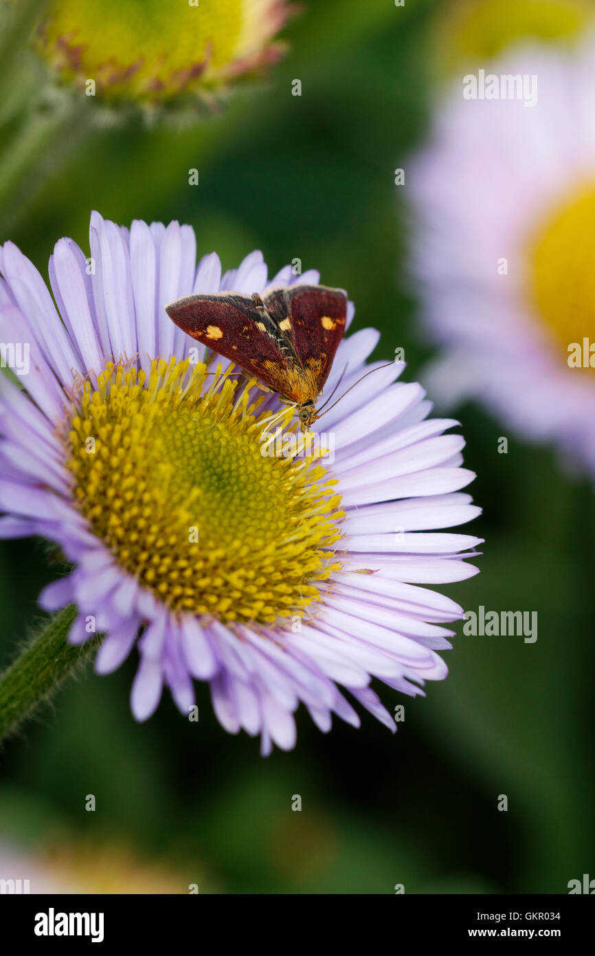 Small purple and gold moth hi-res stock photography and images - Alamy