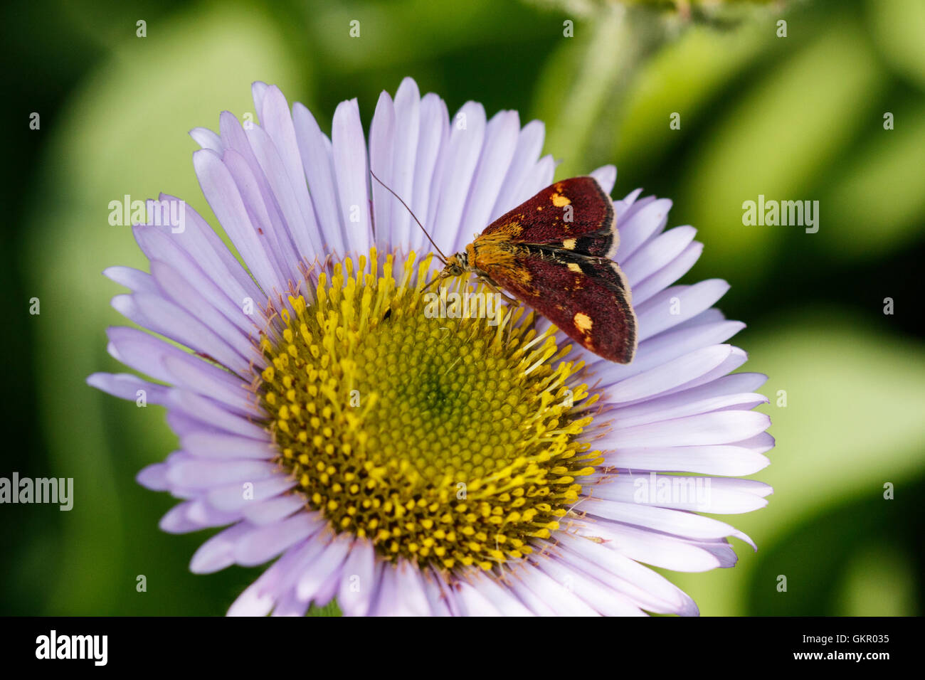 Small purple and gold moth hi-res stock photography and images - Alamy