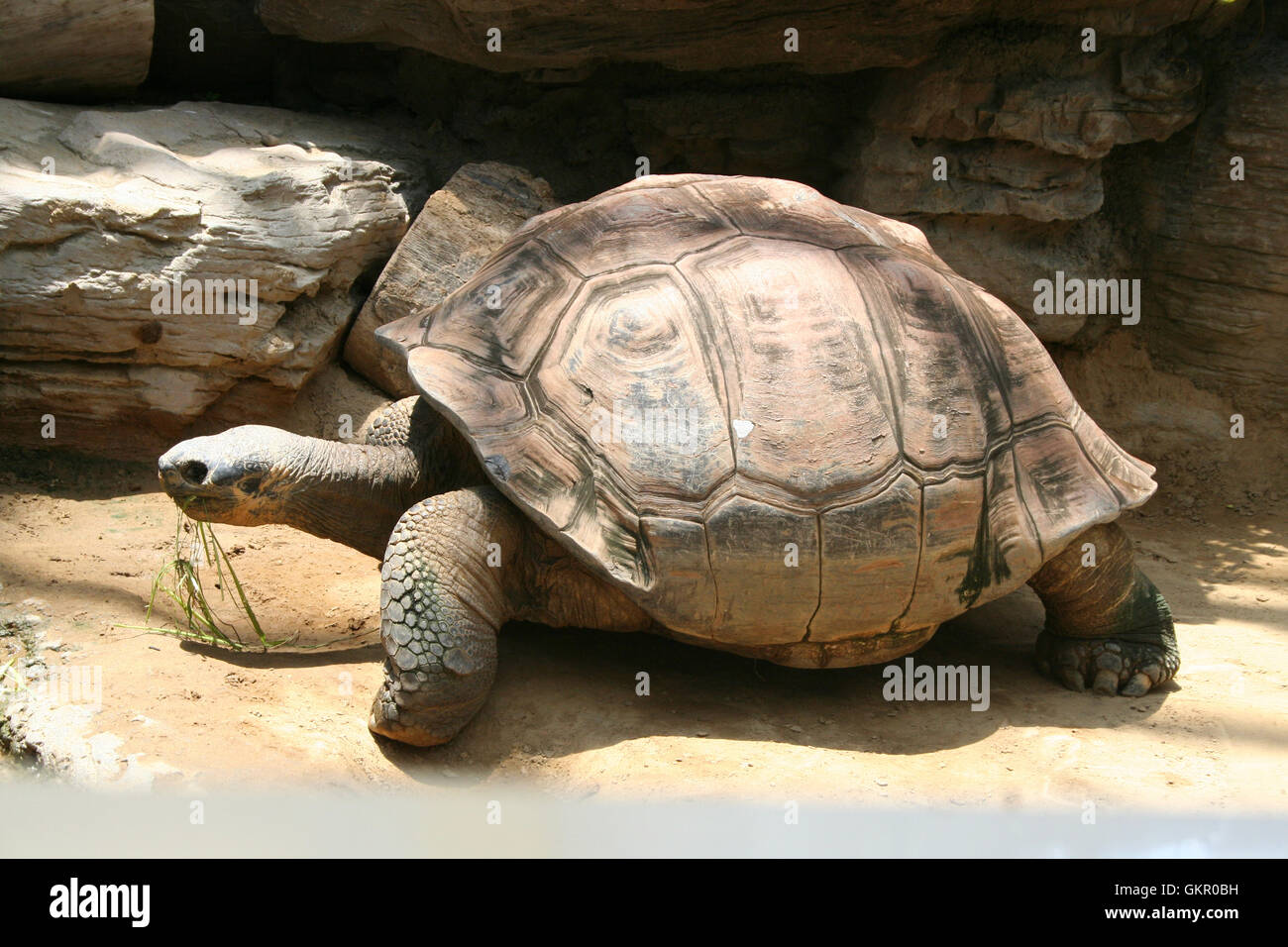 Giant tortoise in Ueno zoo Tokyo Stock Photo - Alamy