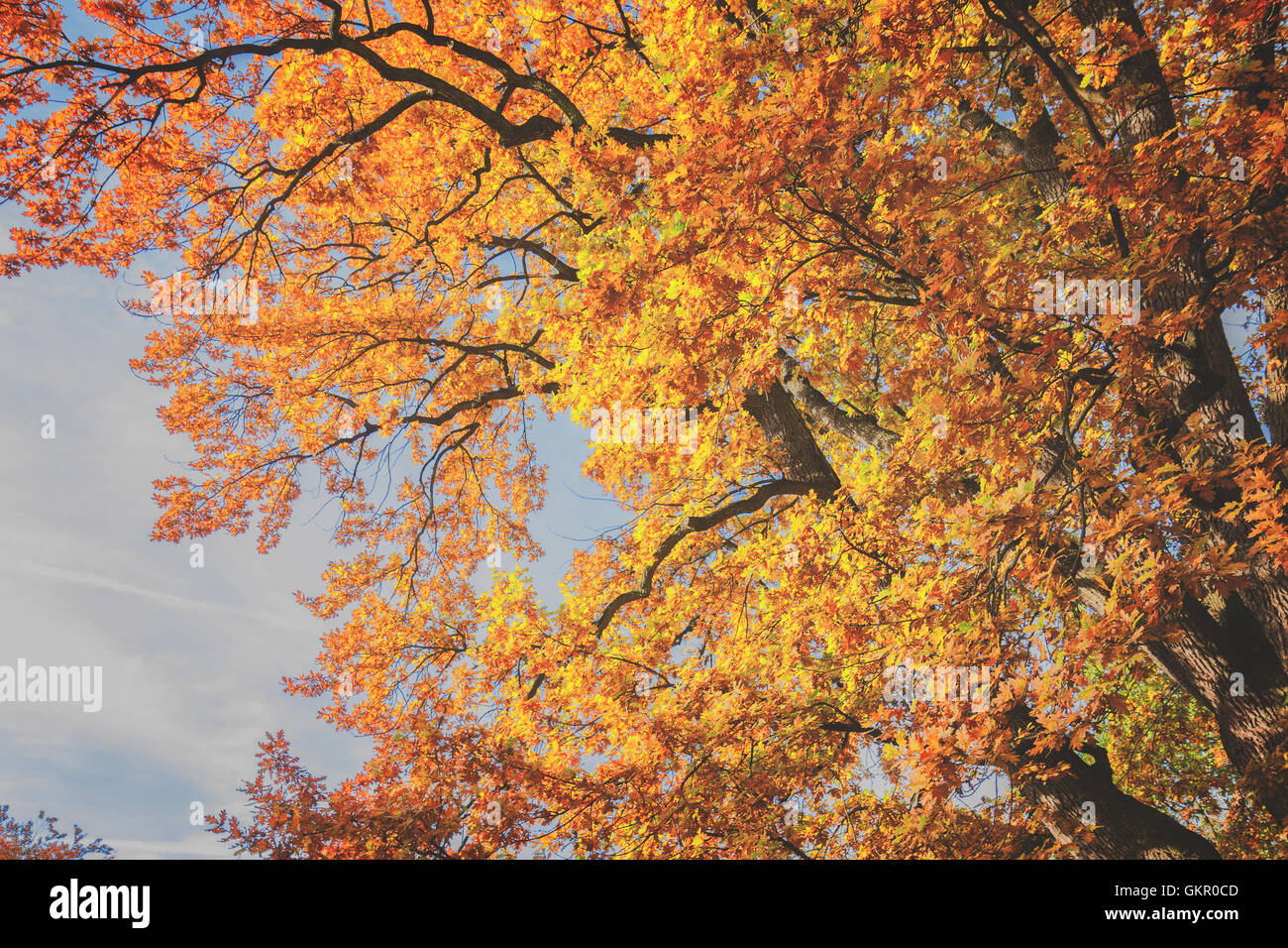 Vibrant fall foliage Stock Photo - Alamy