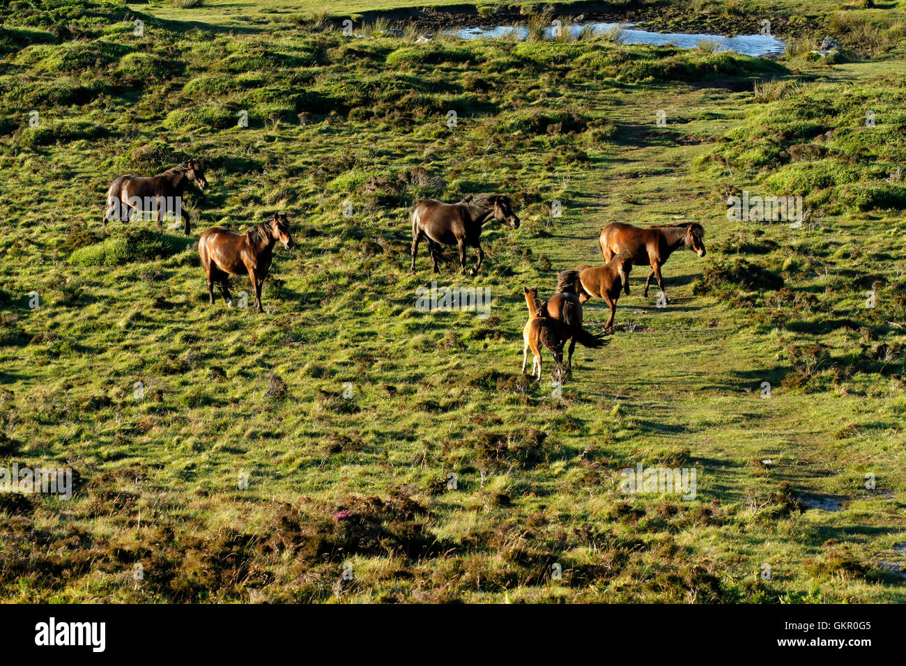 Herd of Dartmoor ponies playing around the foot of HayTor & between ...