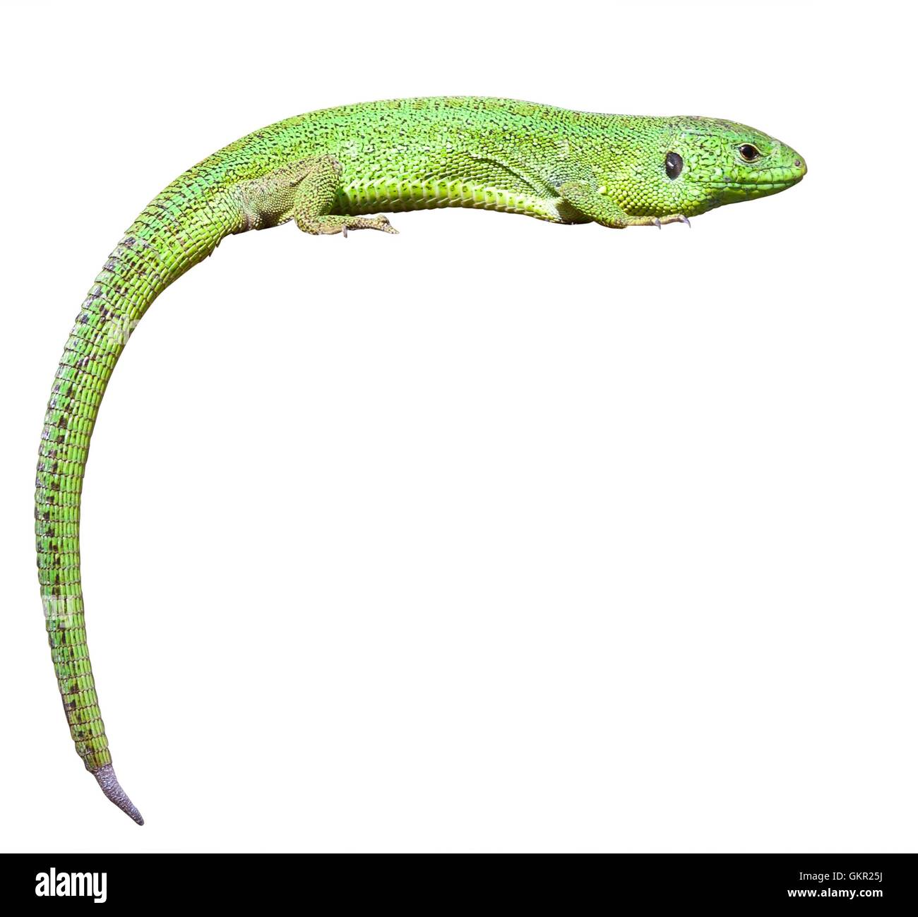 Striped lizard Cut Out Stock Images & Pictures - Alamy