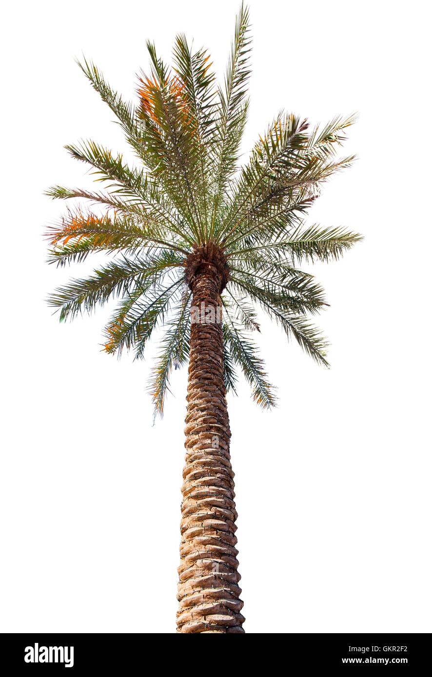 Date palm tree long green hi-res stock photography and images - Alamy