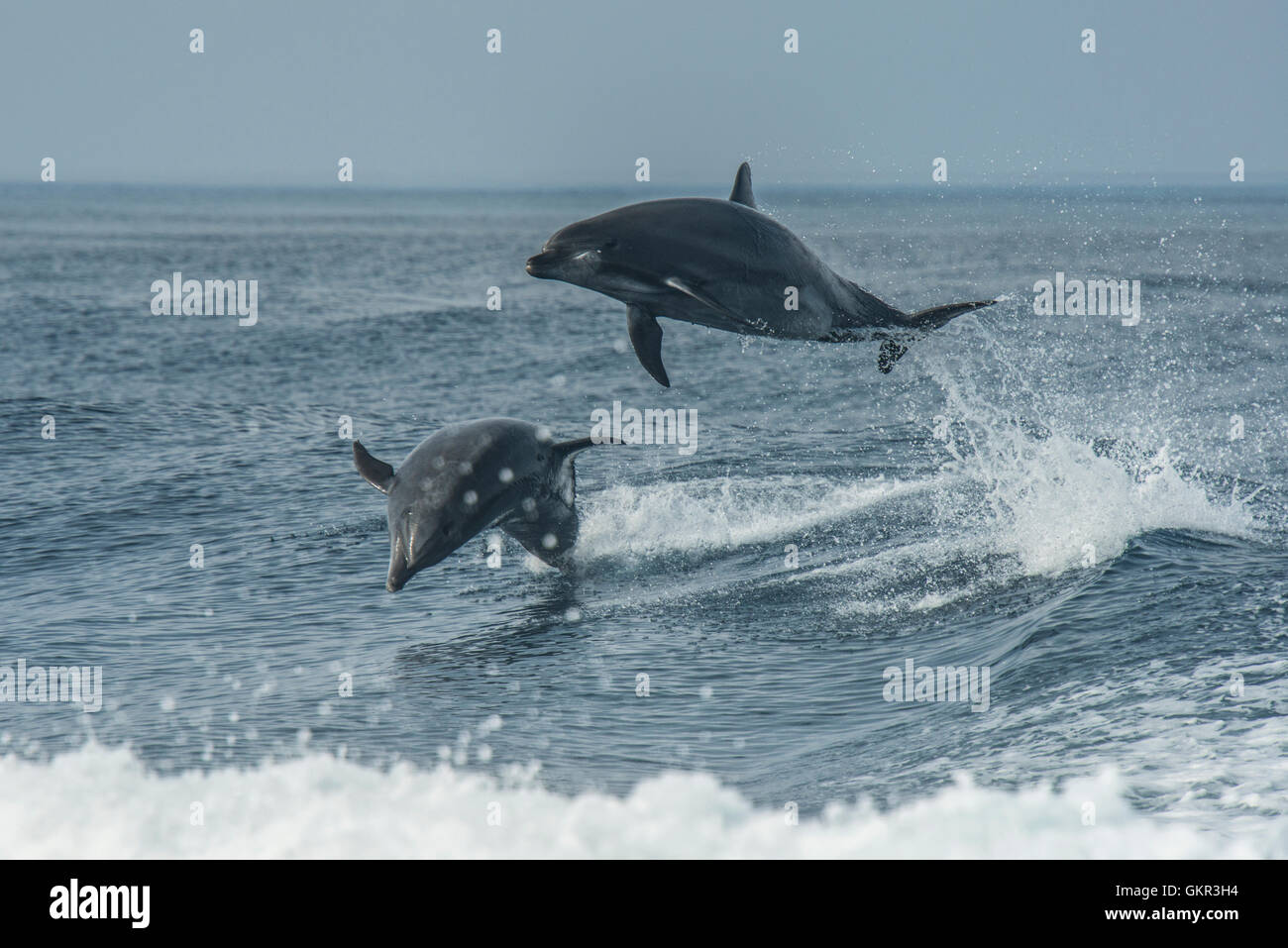 Common bottlenose dolphin (Tursiops truncatus Stock Photo - Alamy